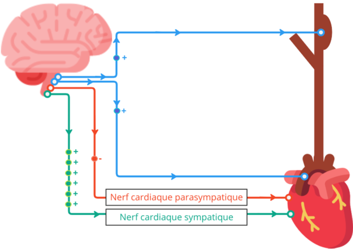 Fiche IDE : Fonctions cardiaques - Notion Infirmier