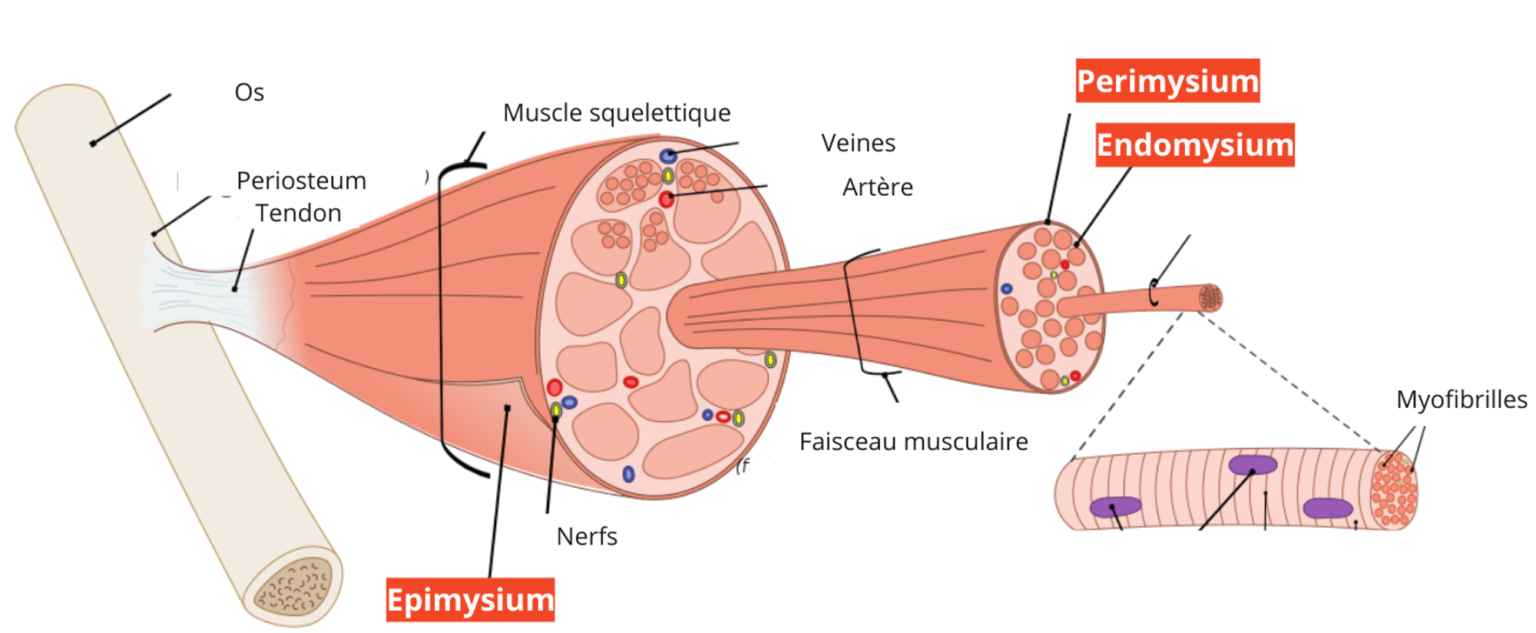 Fiche IDE : La cellule musculaire - Notion Infirmier
