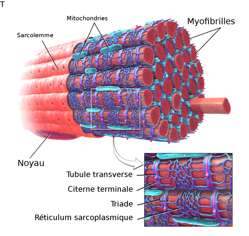 Fiche IDE : La cellule musculaire - Notion Infirmier