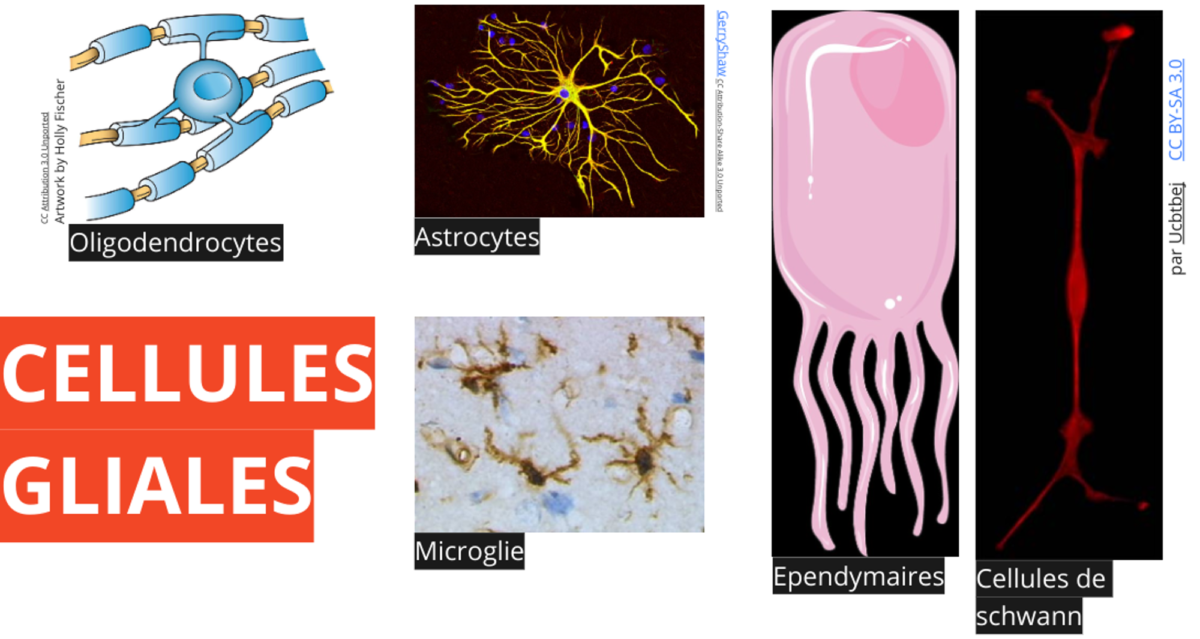 Fiche IDE : Cellules excitables, le neurone - Notion Infirmier