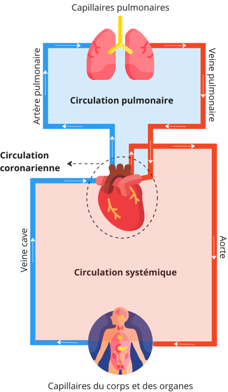 Fiche IDE : Fonctions cardiaques - Notion Infirmier