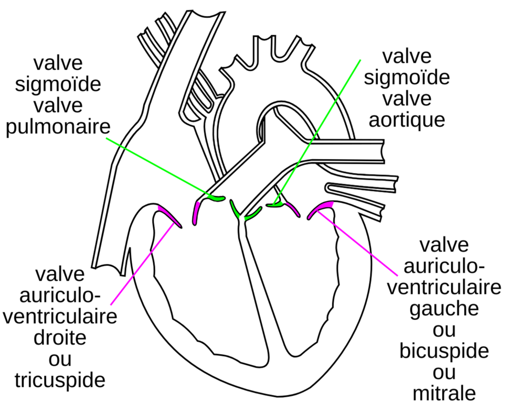 Fiche IDE : Fonctions cardiaques - Notion Infirmier