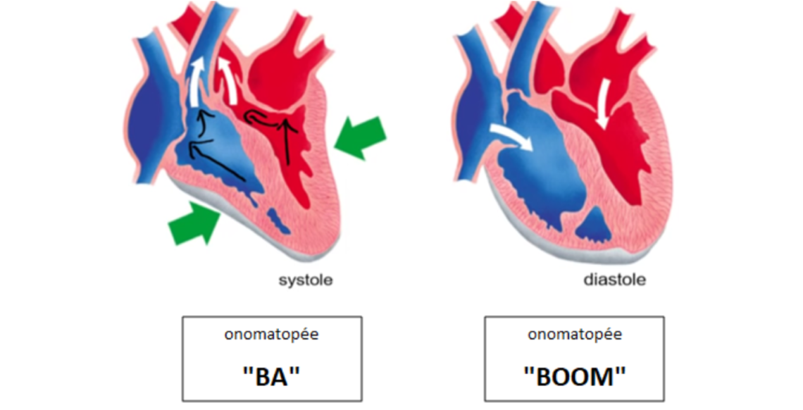 Fiche IDE : Fonctions cardiaques - Notion Infirmier