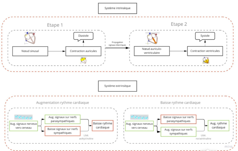 Fiche IDE : Fonctions cardiaques - Notion Infirmier