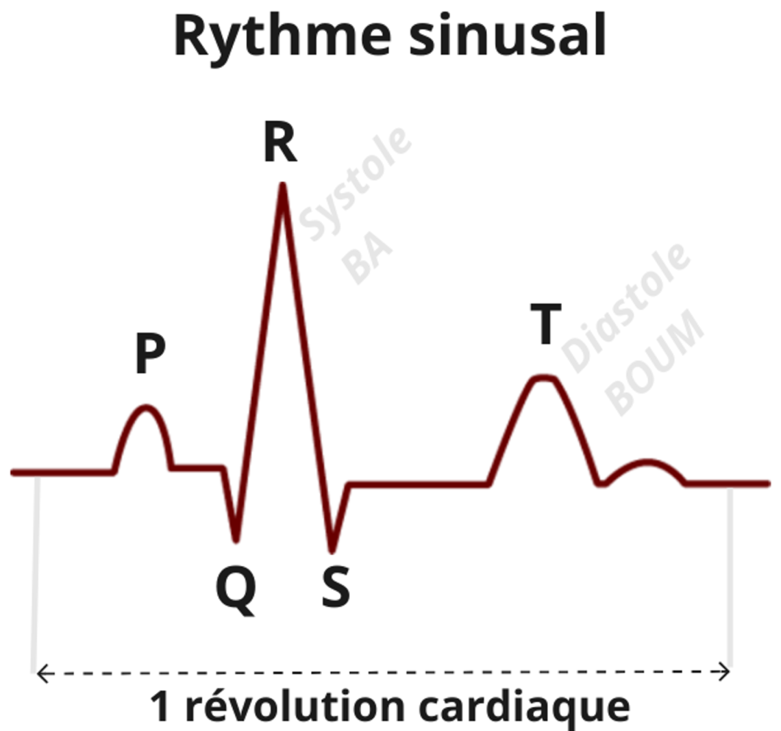 Fiche IDE : Fonctions cardiaques - Notion Infirmier